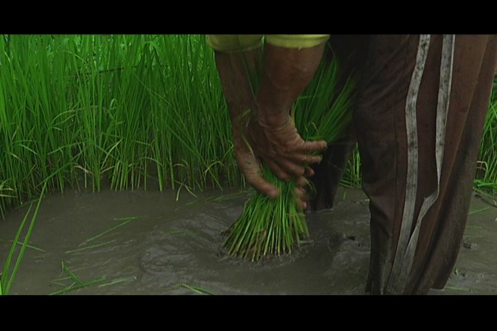 'Sakahan: ang ikalawang bahagi' sa Investigative Documentaries | GMA News Online