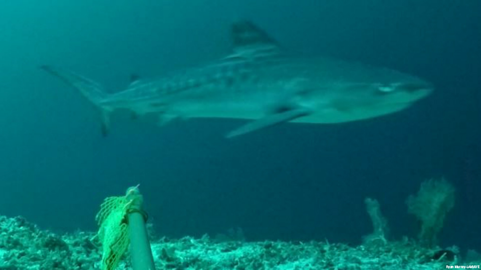 tiger shark sighting