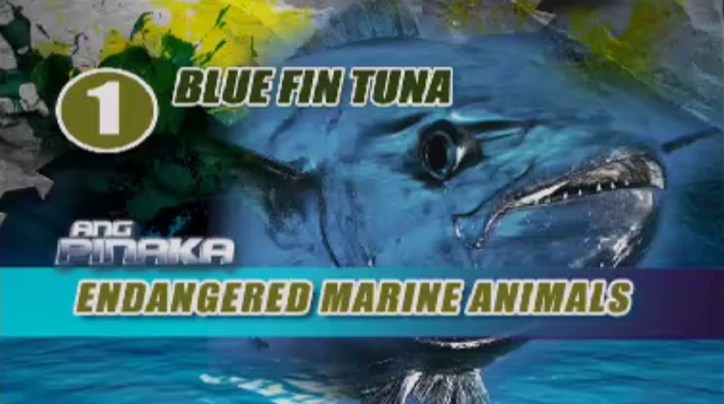 The top 10 most endangered marine animals | GMA News Online