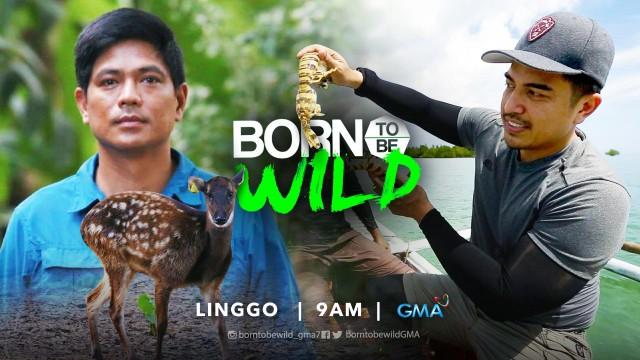 'Born to be Wild' features the mantis shrimp and Visayan spotted deer ...