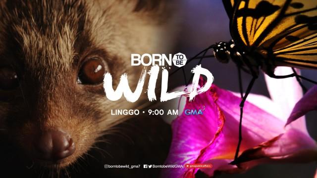 A day in the life of pollinators on ‘Born to be Wild’ | GMA News Online