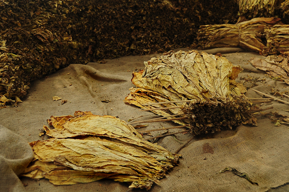 Dry spell dries out Ilocos Sur tobacco farmers’ profits