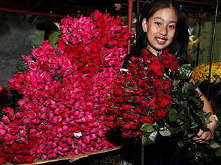 Benguet roses now a summer attraction | GMA News Online