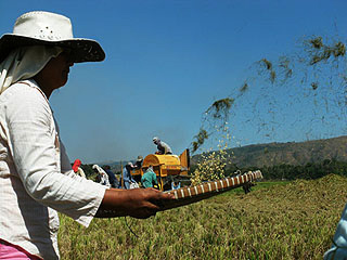 Agri Dept. to boost ube production via tissue culture | GMA News Online