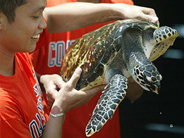 Task force confirms ‘pawikan’ meat trade in Pasil, Cebu | GMA News Online