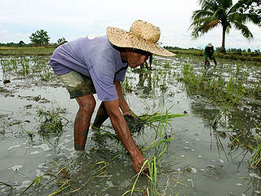 Govt to set up 28 rice processing centers this year | GMA News Online