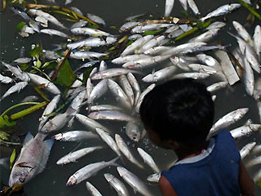 Mga isda sa ilog sa Ilocos Sur, 'di kinaya ang paghalo ng tubig-dagat sa tubig-ilog | GMA News ...