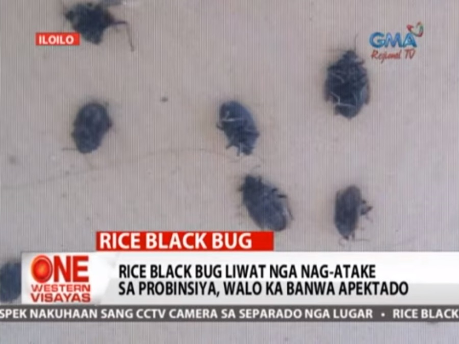 One Western Visayas: Rice Black Bug Nag-atake