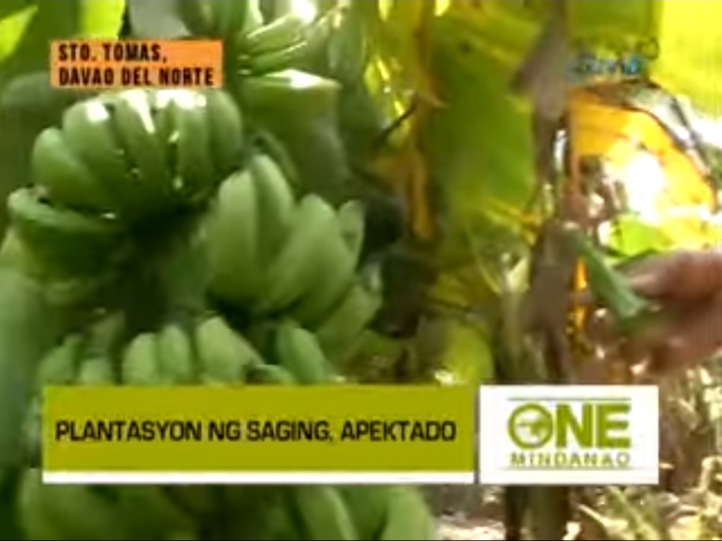 One Mindanao: Mga Saging Tinamaan ng Panama Disease