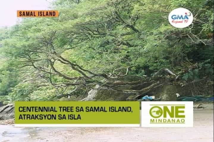 One Mindanao: Centennial Tree