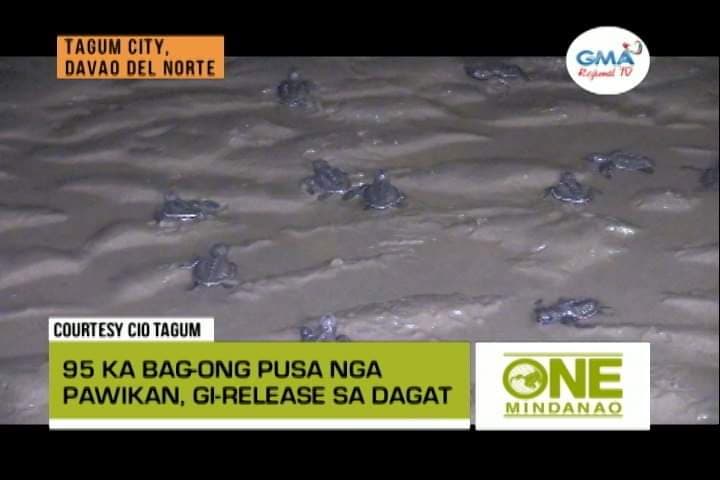 One Mindanao: Green Sea Turtle