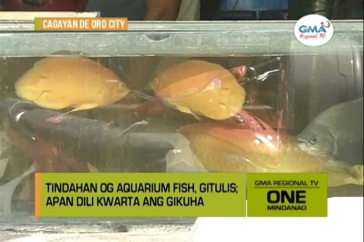 One Mindanao: Pet Shop Nga Namaligya og Aquiarium Fish, Gitulis
