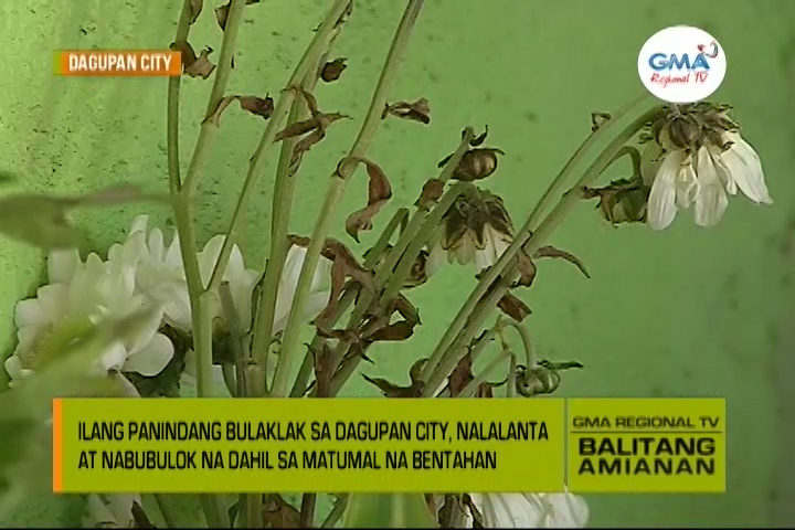 Balitang Amianan: Bentahan ng Bulaklak, Matumal Balitang Amianan: Bentahan ng Bulaklak, Matumal