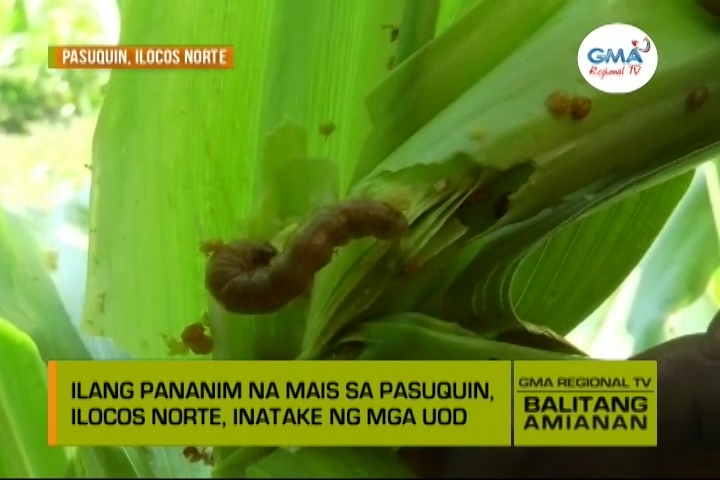 Balitang Amianan: Ilang Pananim na Mais, Inatake ng Uod | Balitang ... Balitang Amianan: Ilang Pananim na Mais, Inatake ng Uod | Balitang ...
