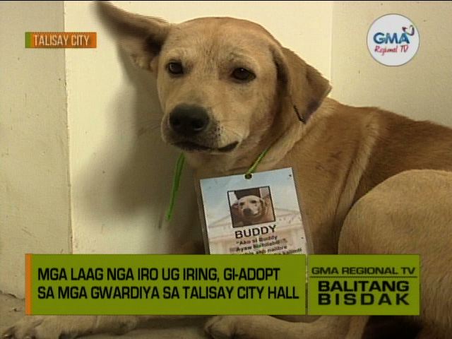 Balitang Bisdak: Laag nga Iro, Gi-adopt sa mga Gwardiya | Balitang ... Balitang Bisdak: Laag nga Iro, Gi-adopt sa mga Gwardiya | Balitang ...