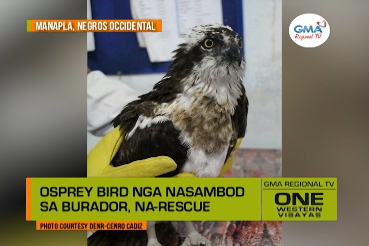 One Western Visayas: Osprey Bird nga Nasambod sa Burador, Na-rescue