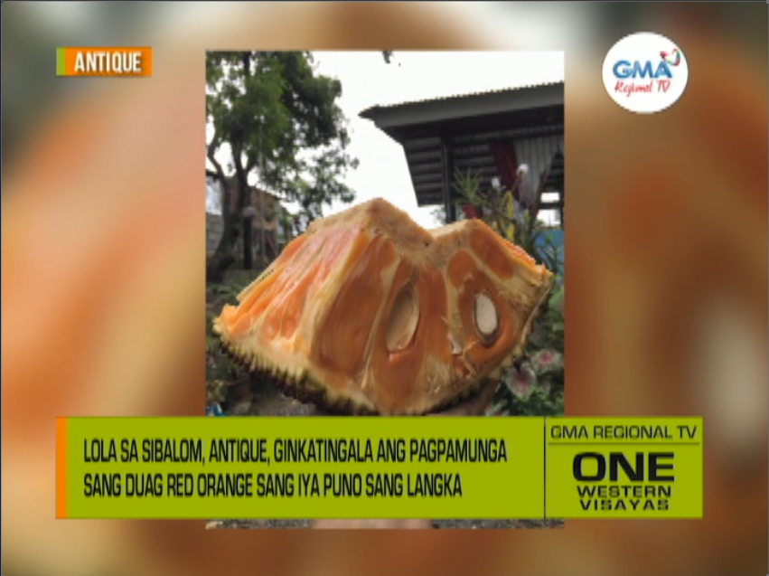 One Western Visayas: Duag Red Orange nga Langka sa Sibalom, Antique