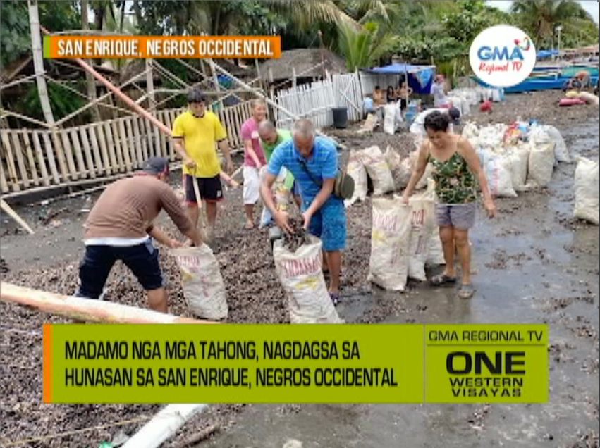 One Western Visayas: Madamo nga mga Tahong, Nagdagsa sa Hunasan sa San Enrique, Negros ...