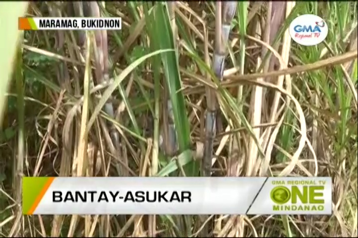 One Mindanao: Bantay-Asukar