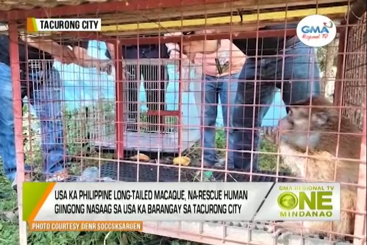 One Mindanao: Hayop sa Balita | One Mindanao | GMA Regional TV - Online ...