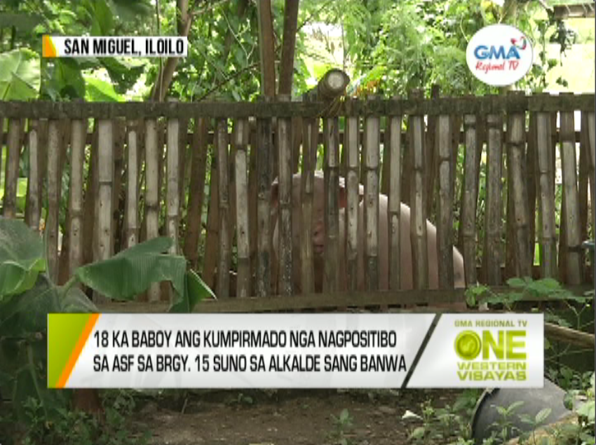 One Western Visayas: Dugang nga 32 ka Kaso sang ASF Na-record sa San Miguel, Iloilo