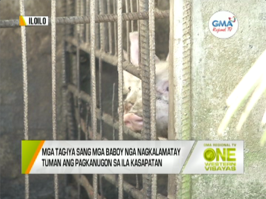 One Western Visayas: Santa Barbara, Nagdugang sa Kabanwahanan sa Iloilo nga May Kaso sang ASF