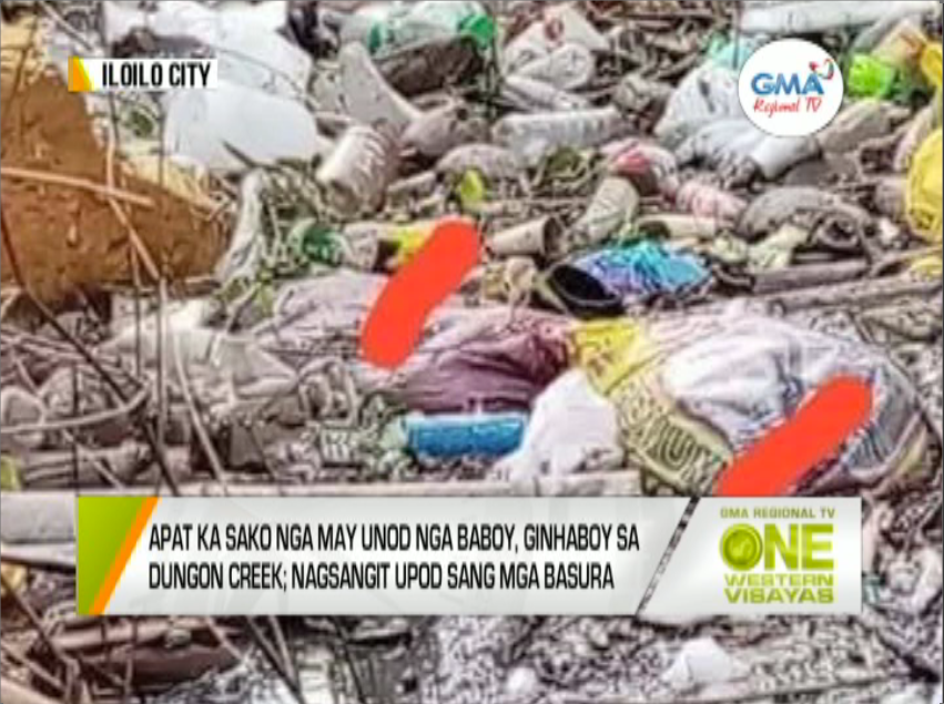 One Western Visayas: Apat ka Sako nga May Unod nga Baboy, Ginhaboy sa ... One Western Visayas: Apat ka Sako nga May Unod nga Baboy, Ginhaboy sa ...