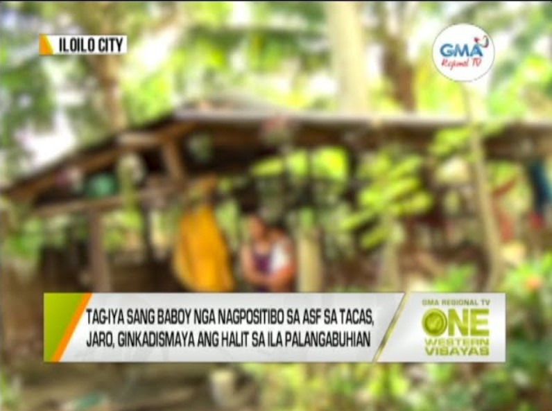 One Western Visayas: Tag-iya sang Baboy nga Nagpositibo sa ASF sa Tacas, Jaro, Nadismaya sa Natabo