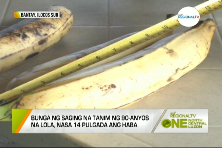 One North Central Luzon: Mahabang Buwig ng Saging, Viral sa Social Media