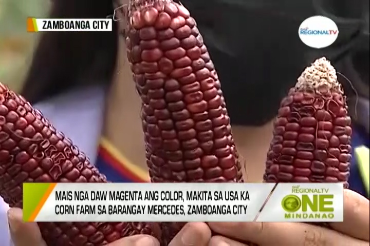 One Mindanao: Purple Corn