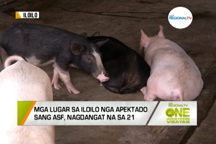 One Western Visayas: Mga Lugar sa Iloilo nga Apektado sang ASF, Nagdangat na sa 21