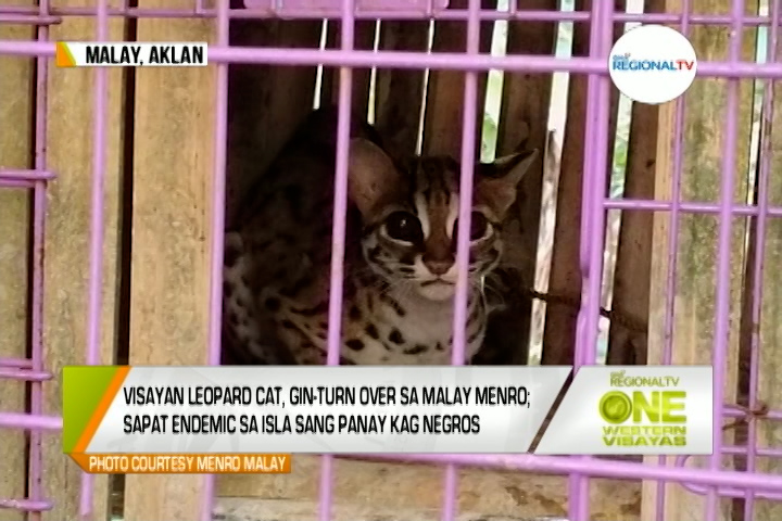 One Western Visayas: Visayan Leopard Cat, Gin-turn over sa Malay MENRO ...