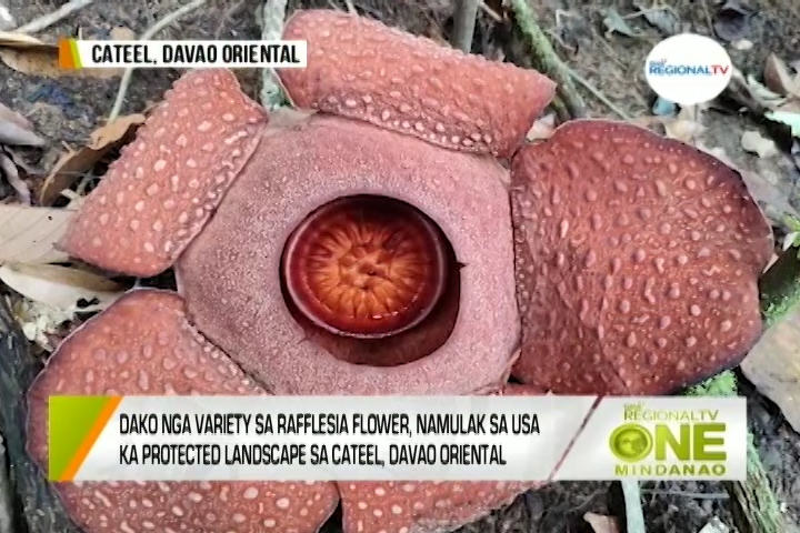 One Mindanao: Rafflesia