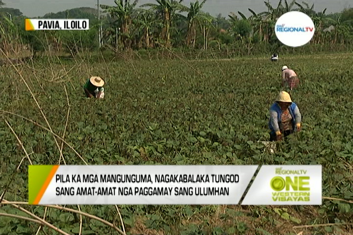 One Western Visayas: Pila ka mga Mangunguma, Nagakabalaka Tungod sa Naggamay na nga Ulumhan