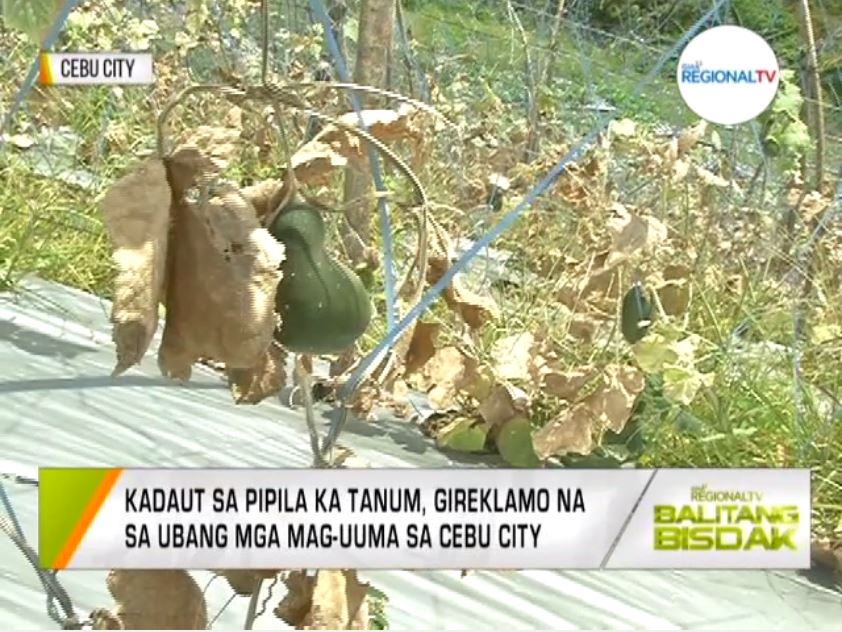 Balitang Bisdak: Epekto sa Ting-init