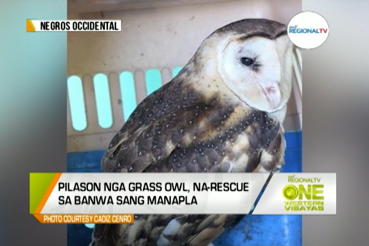 One Western Visayas: Pilason nga Grass Owl, Na-rescue sa Banwa sang Manapla