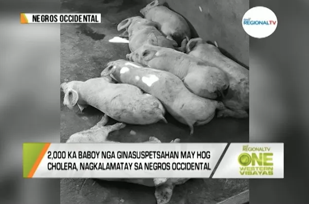 One Western Visayas: 2,000 ka Baboy sa Negros Occidental, Napatay Ginasuspetsahan May Hog Cholera