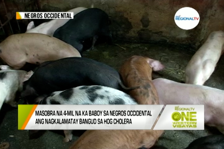 One Western Visayas: Masobra na 4-Mil na ka Baboy sa Negros Occidental ang Nagkalamatay
