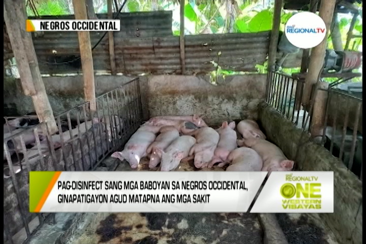 One Western Visayas: Pag-disinfect sang mga Baboyan sa Negros ...