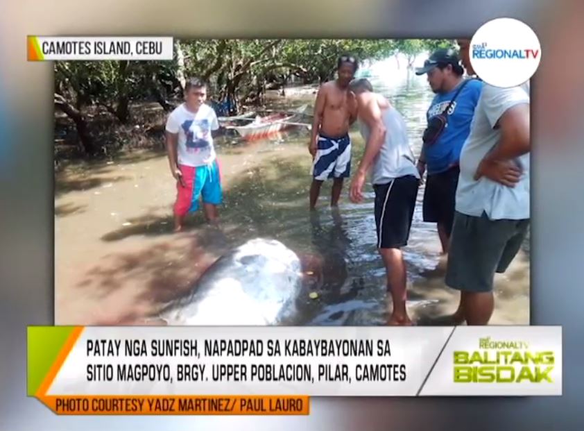Balitang Bisdak: Patay nga Sunfish