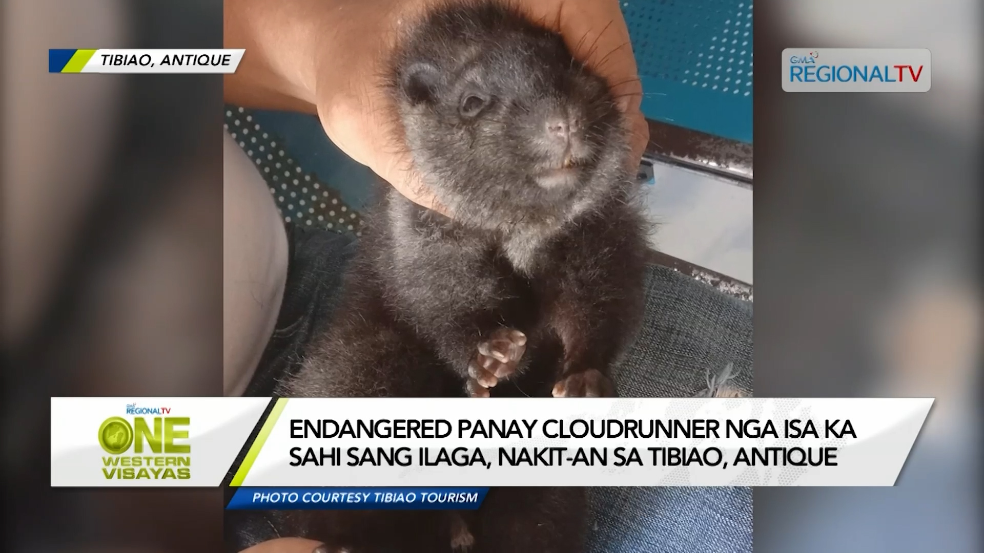 One Western Visayas: Endangered Panay Cloudrunner nga Isa ka Sahi sang Ilaga, Kakit-an sa Tibiao