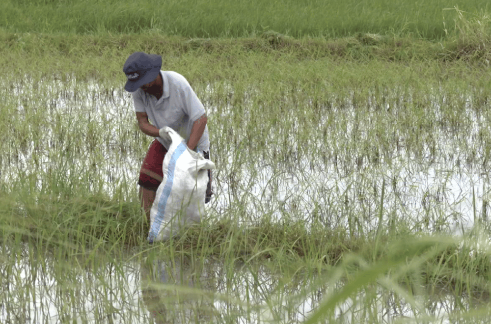 Floods destroy rice crops in Pangasinan anew