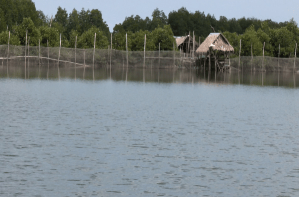 Dagupan bangus growers struggle with 'gataw' anew