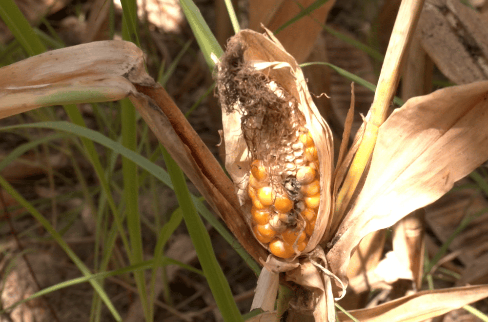 Corn farmers suffer losses due to heat, water shortage