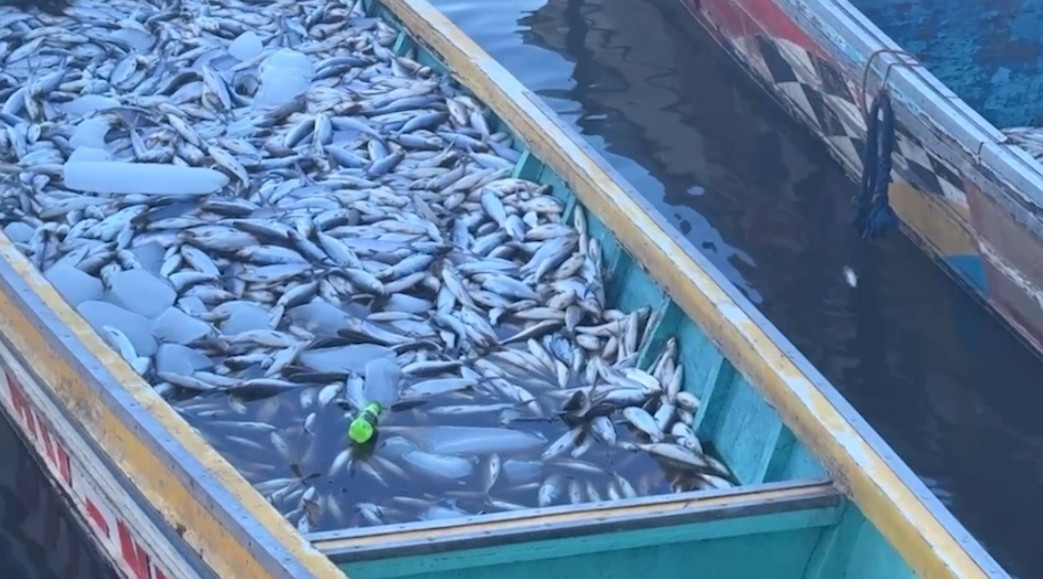 Stricter fish inspection in Dagupan due to "tangok"