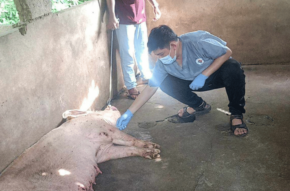 DA moves to procure ASF vaccine amid outbreak in Batangas