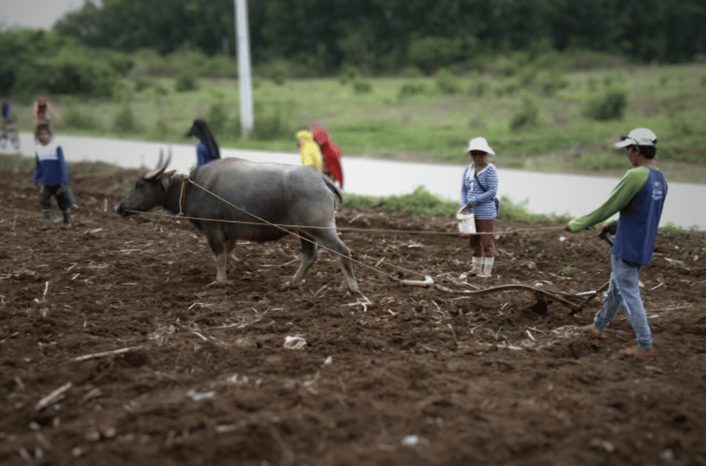Farmers plant corn amid favorable weather in Batangas City