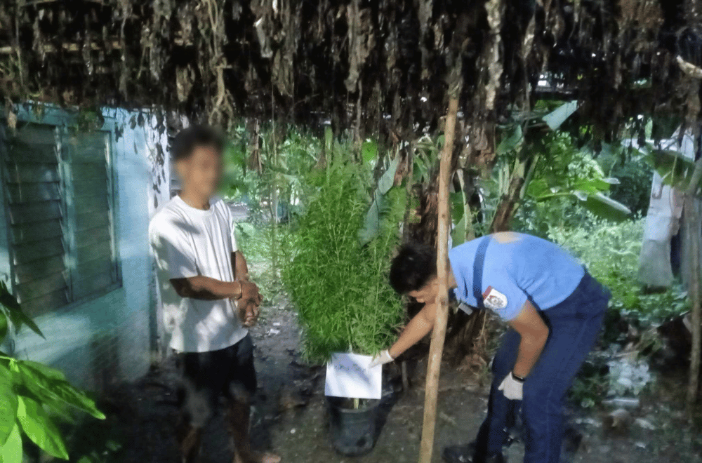 Man facing charges for 2 marijuana plants