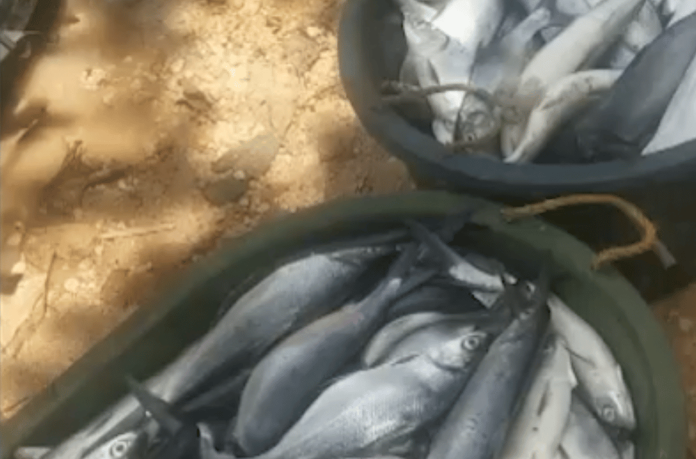 Pangasinan residents rush to buy bangus sold at P20-30/kilo