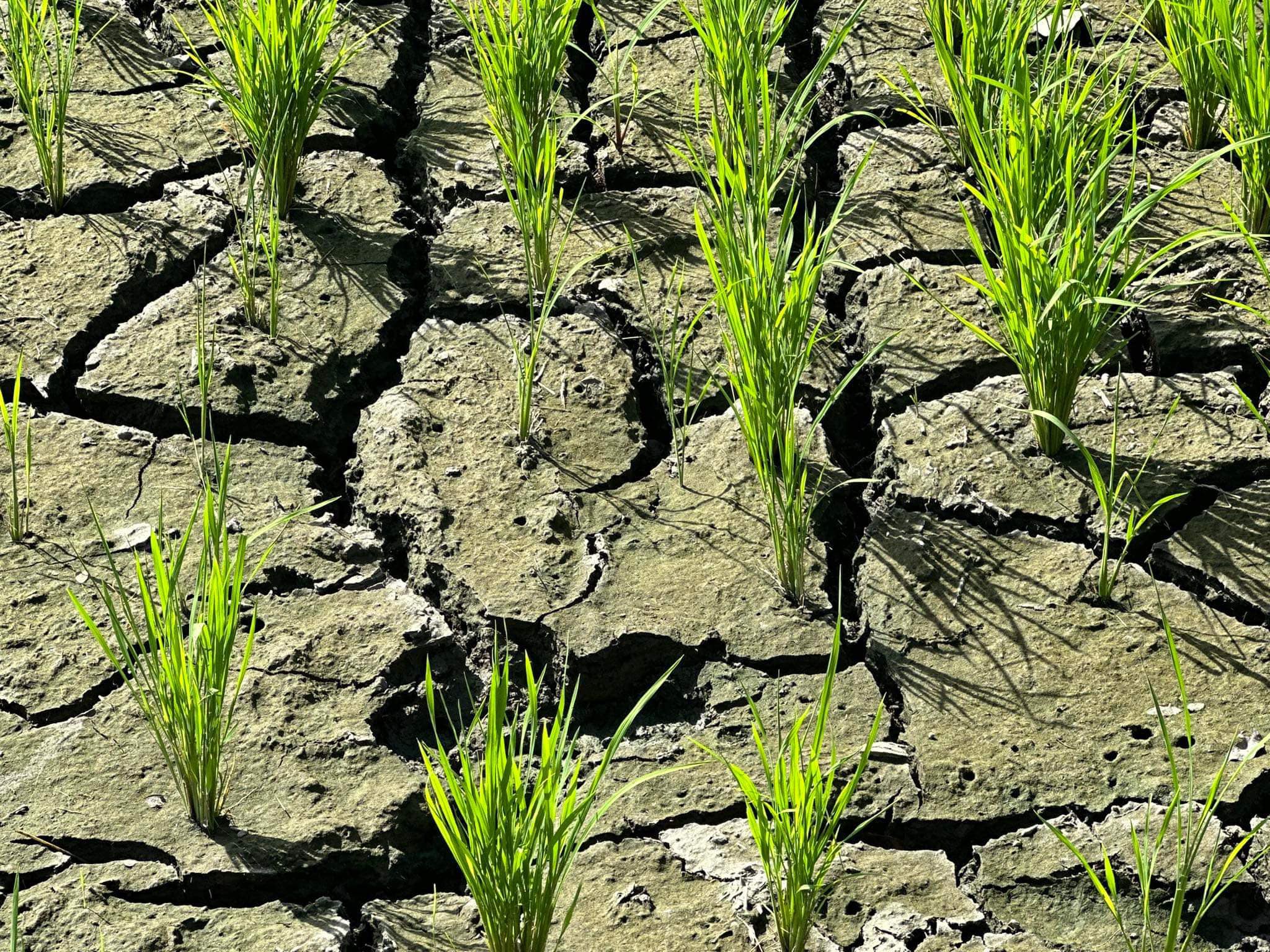 El Niño dries up rice paddies in Zamboanga City